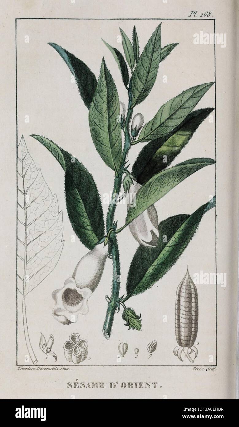 Sesame seeds within hi-res stock photography and images - Alamy