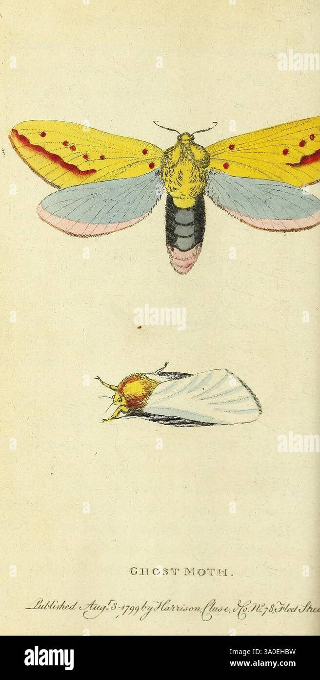 Ghost moths anatomy hi-res stock photography and images - Alamy