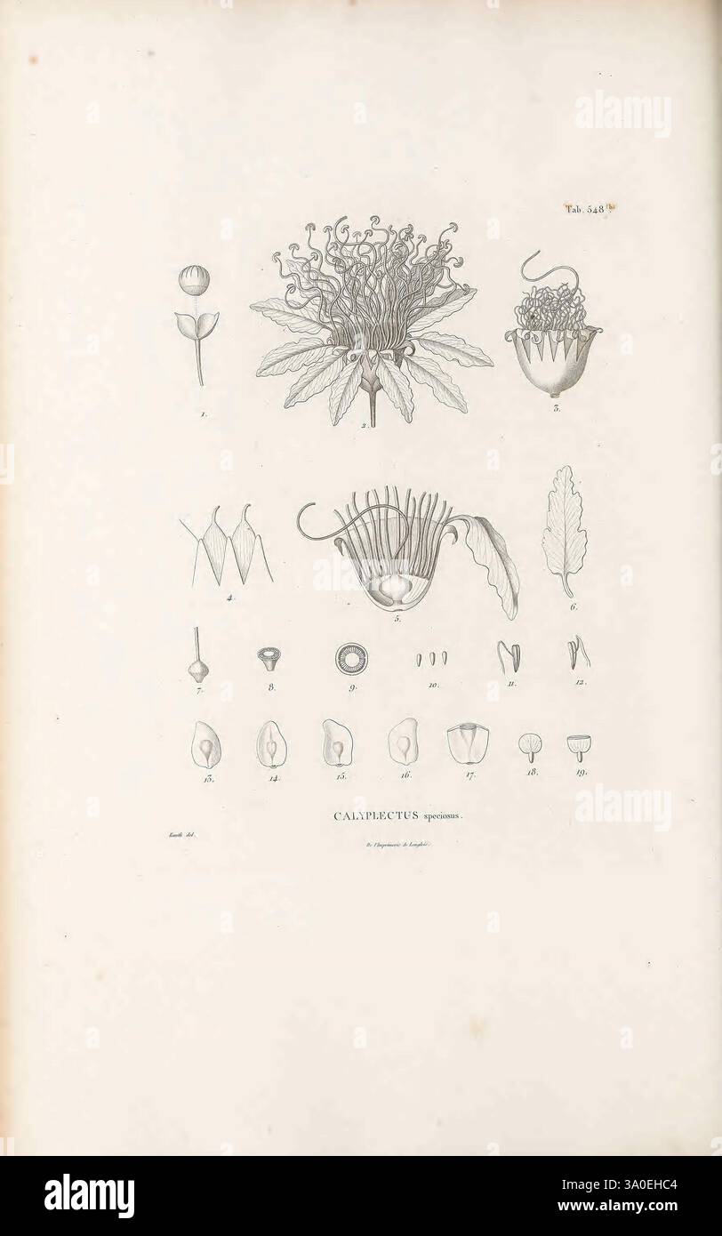 Featuring detailed depictions of different plant parts hi-res stock ...