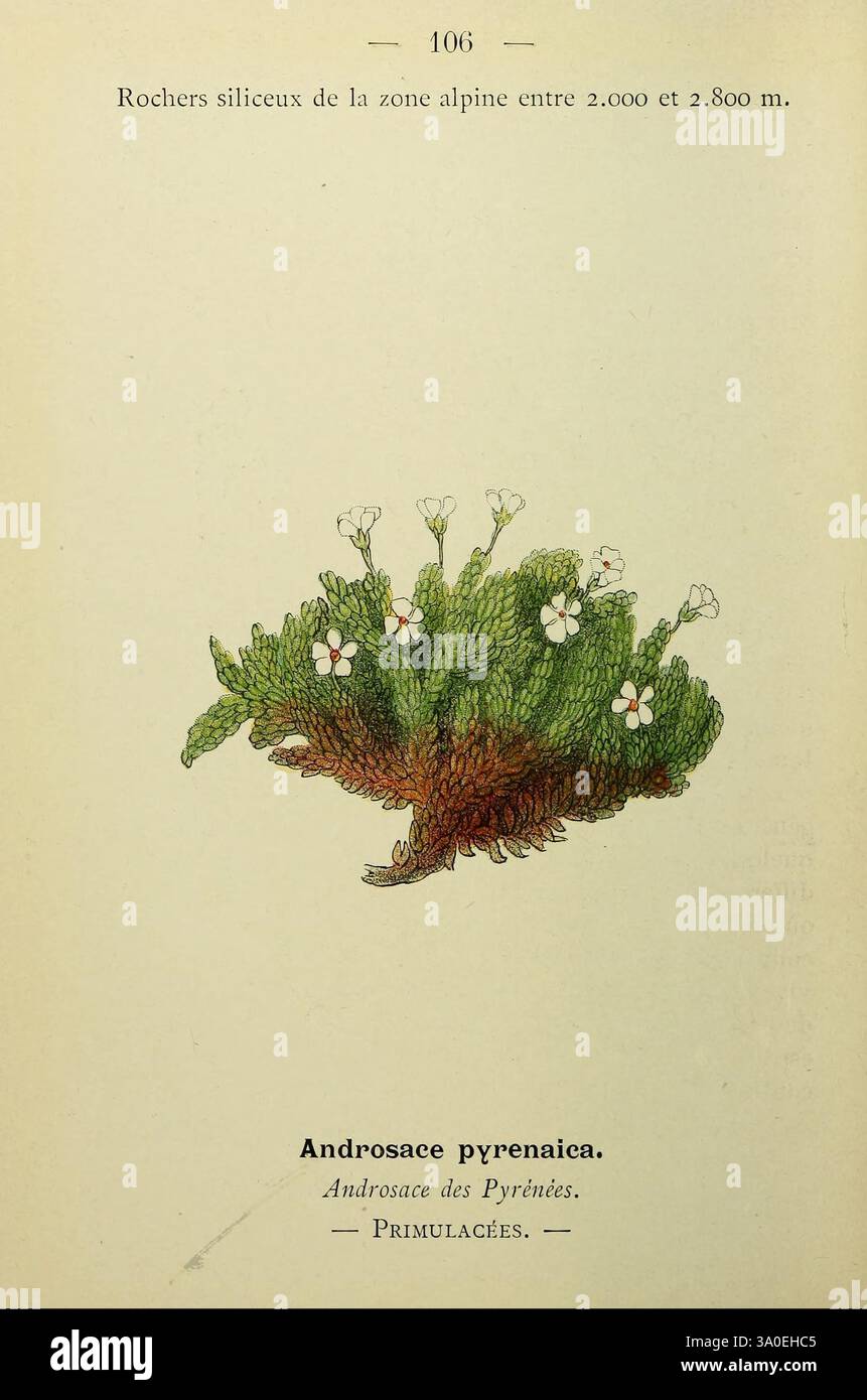 Importance in botanical classification hi-res stock photography and ...