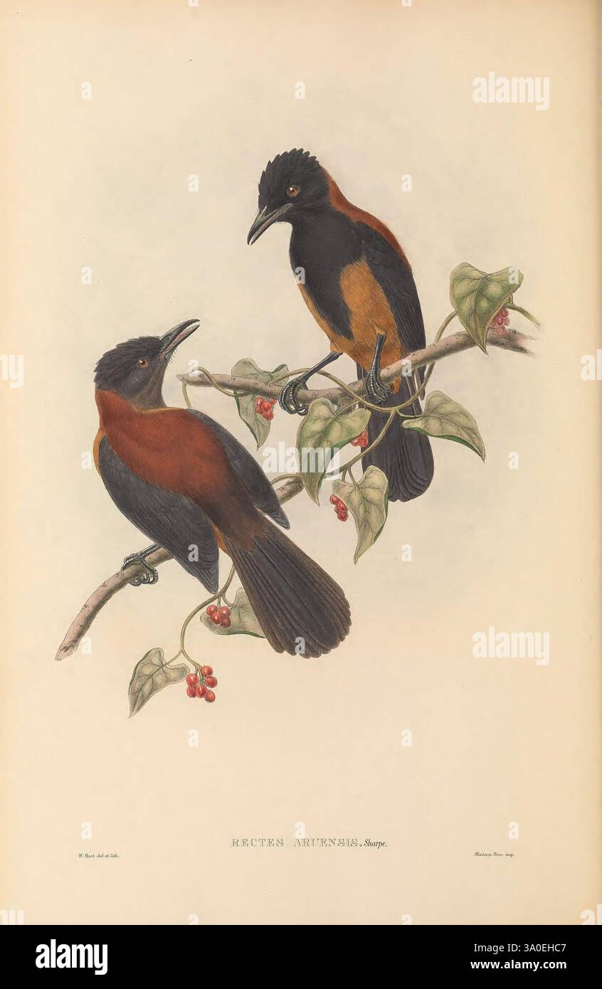 Pitohui kirhocephalus aruensis hi-res stock photography and images - Alamy