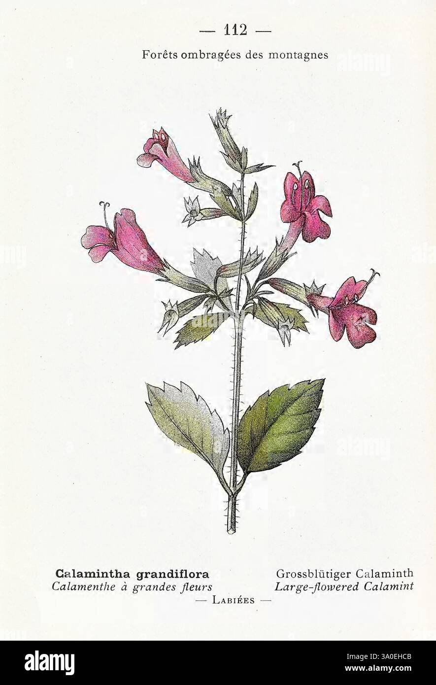 Multiple cultures hi-res stock photography and images - Alamy