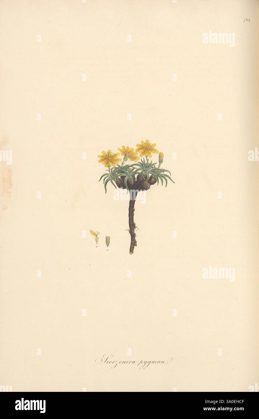 Flora Graeca, sive, Plantarum rariorum historia, quas in provinciis aut ...
