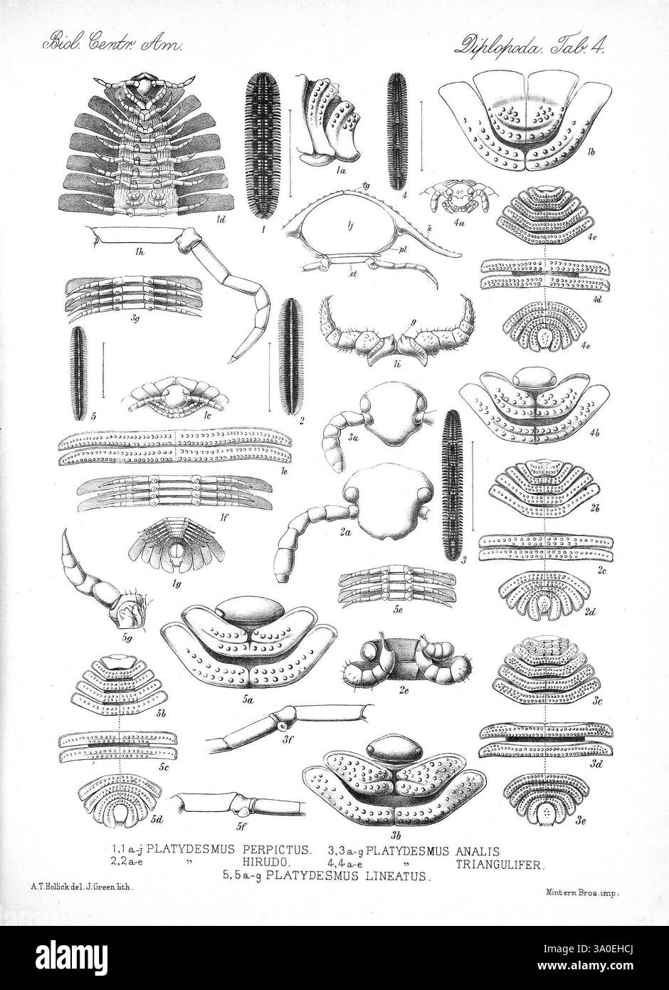 Showcasing detailed diagrams labeled Black and White Stock Photos ...