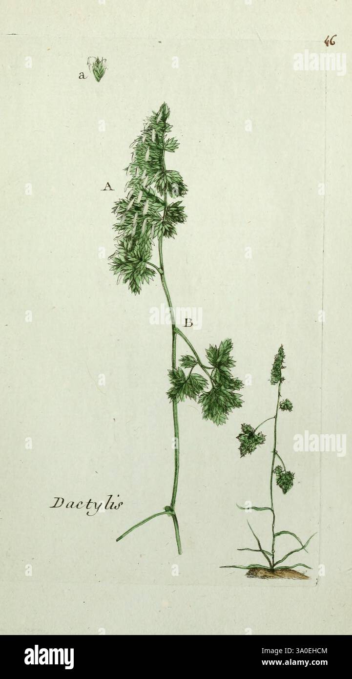 Flora Parisiensis Paris, P.F. Didot, 1776-1783. plants, plant, Paris ...
