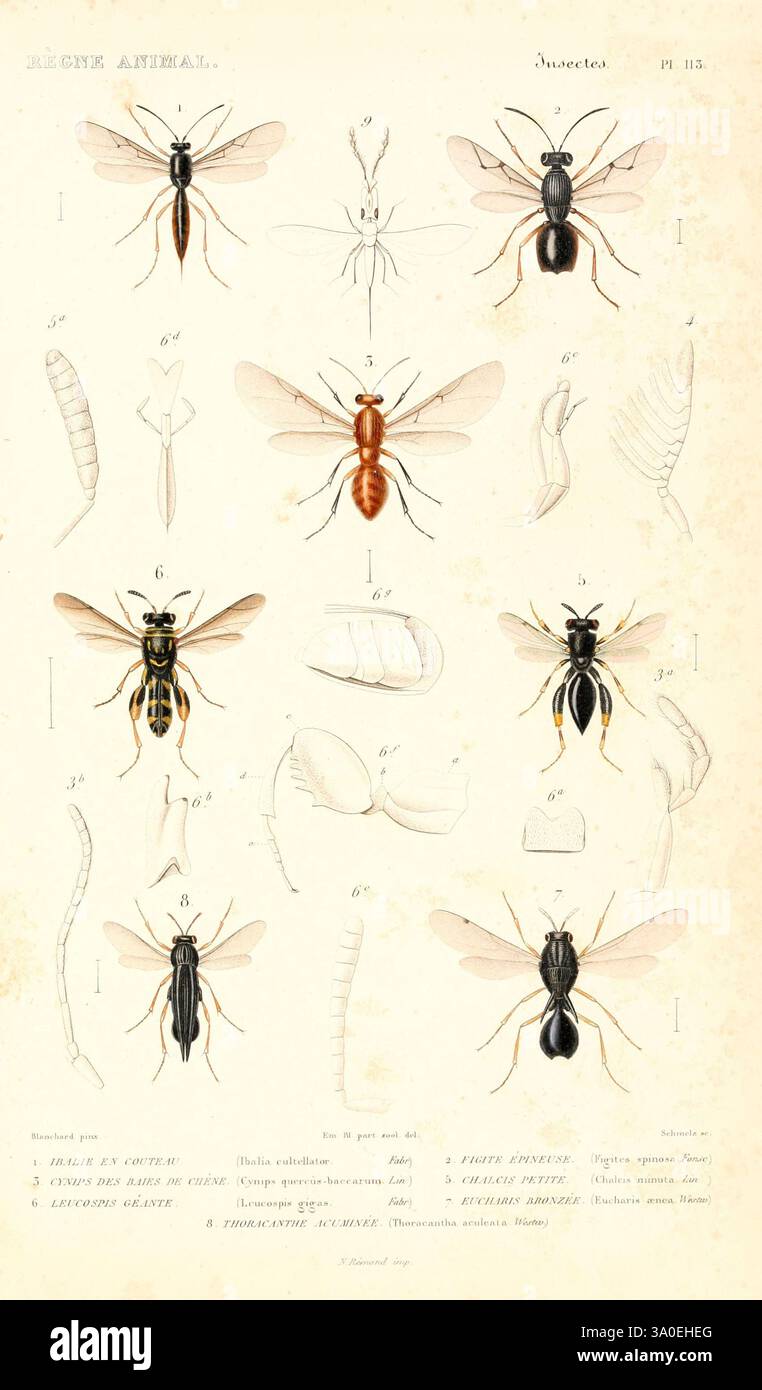 Top section showcases different ant species hi-res stock photography ...