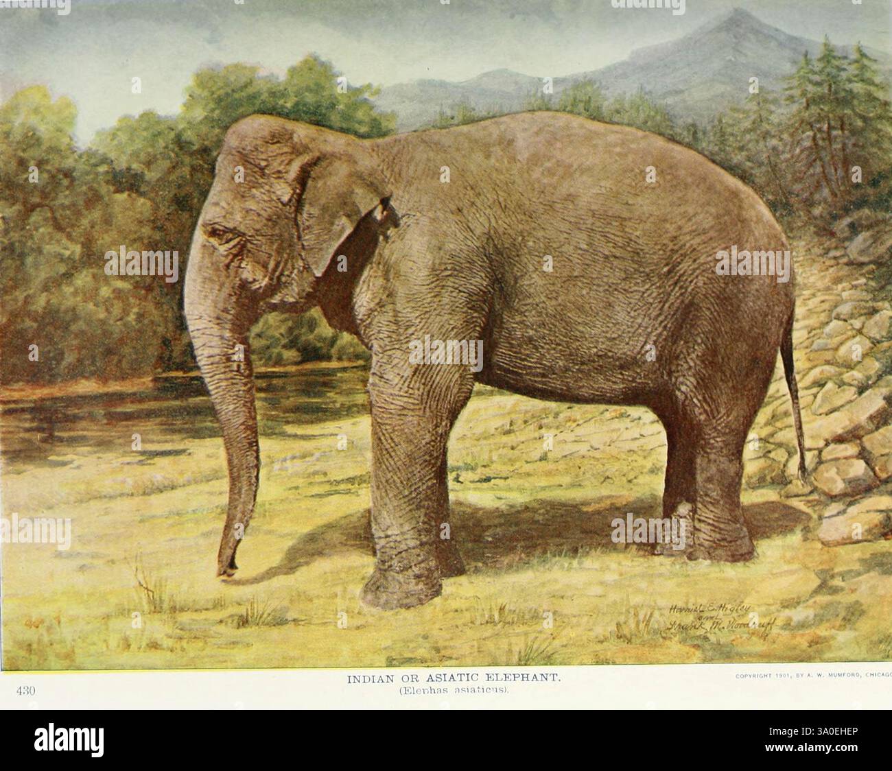Elephas maximus taxonomy taxonomy hi-res stock photography and images ...