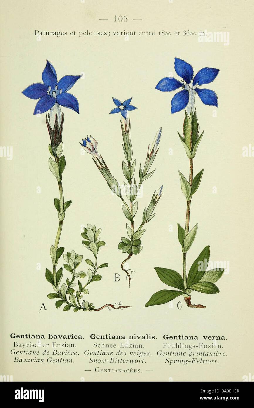 Illustration features three distinct species of gentian plants hi-res ...