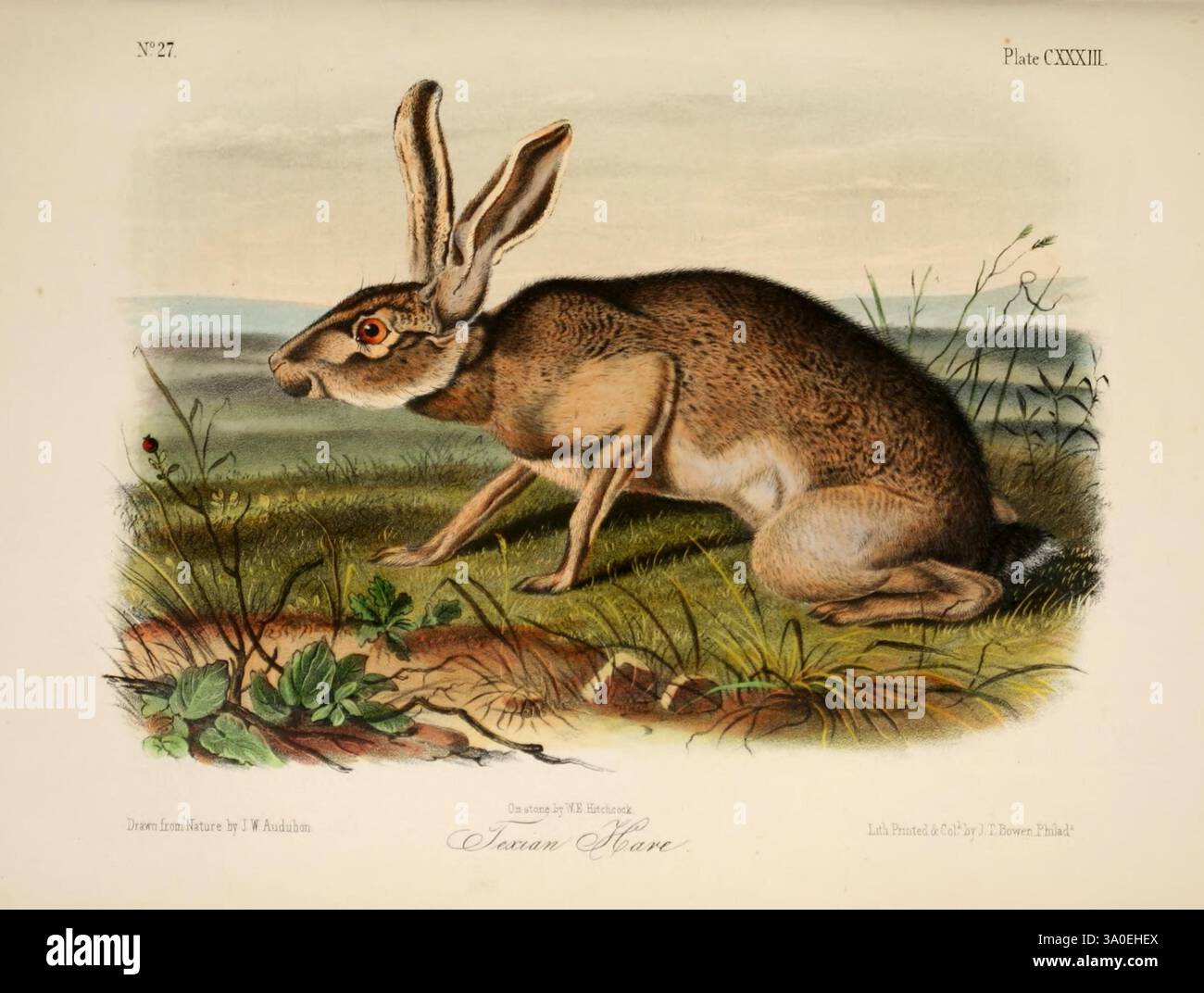 The quadrupeds of North America, New York, V.G. Audubon, 1851-54 ...