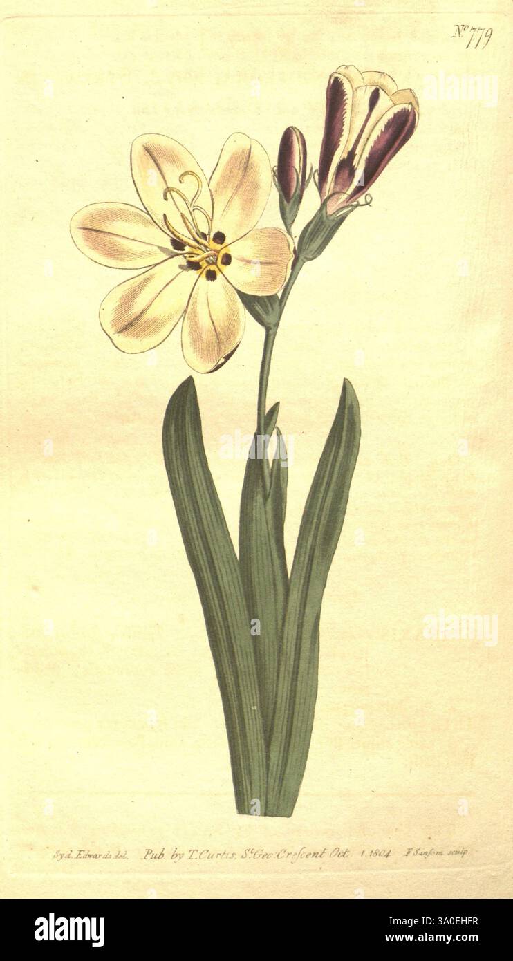 Sparaxis grandiflora subsp grandiflora hi-res stock photography and ...