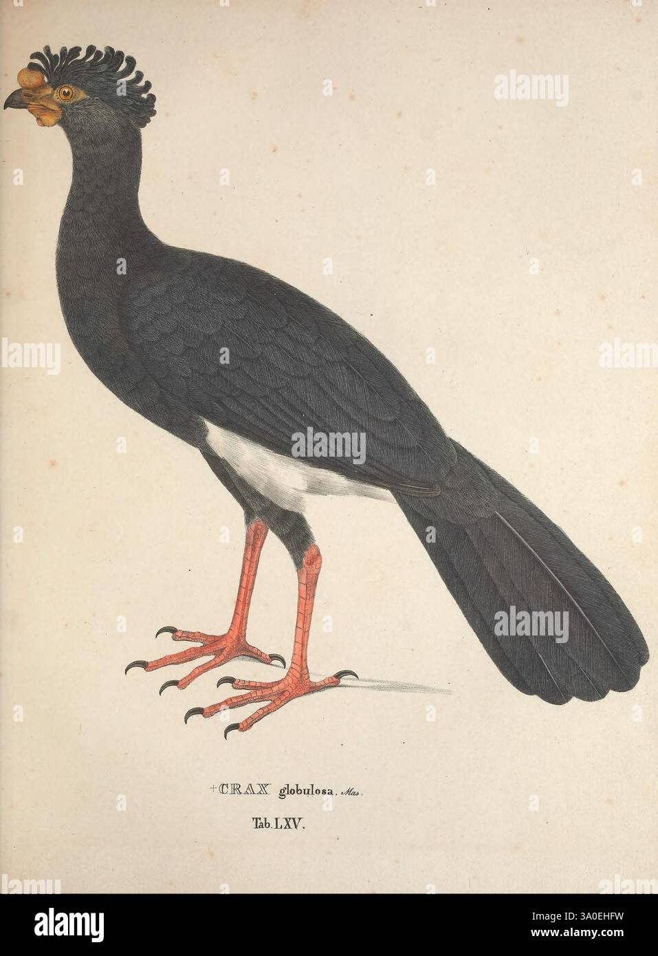 1824 1825 brazil birds pictorial hi-res stock photography and images ...