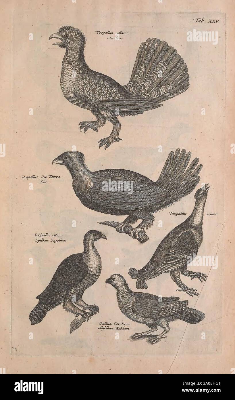 Detailed array of various bird species hi-res stock photography and ...