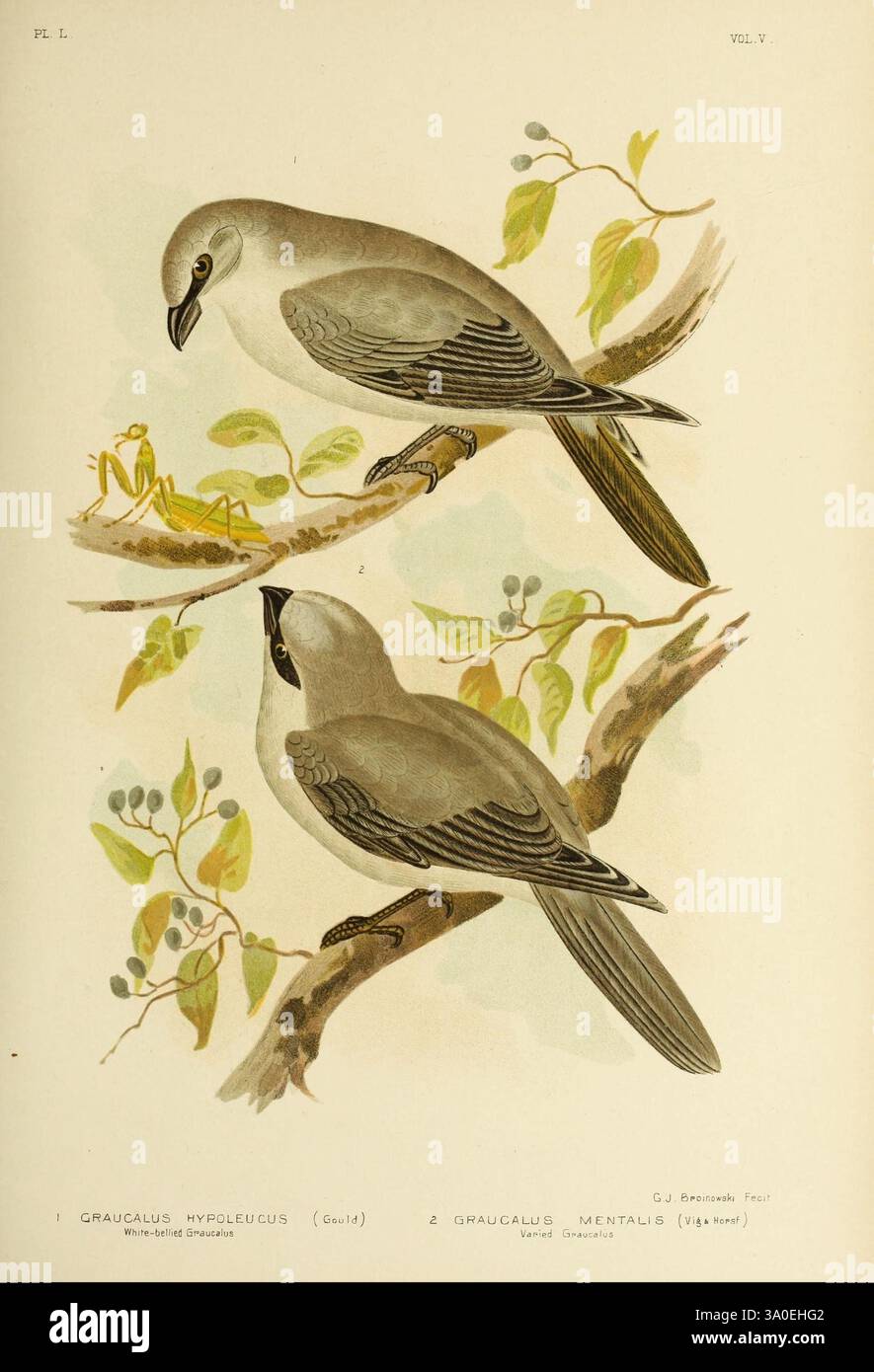 The birds of Australia, Melbourne C. Stuart & co, 1890-91. bird, birds ...