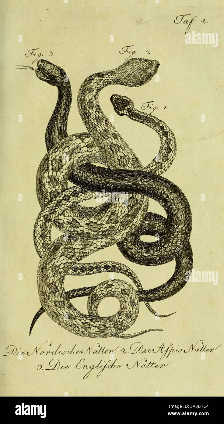 Illustration features three distinct species of snakes hi-res stock ...