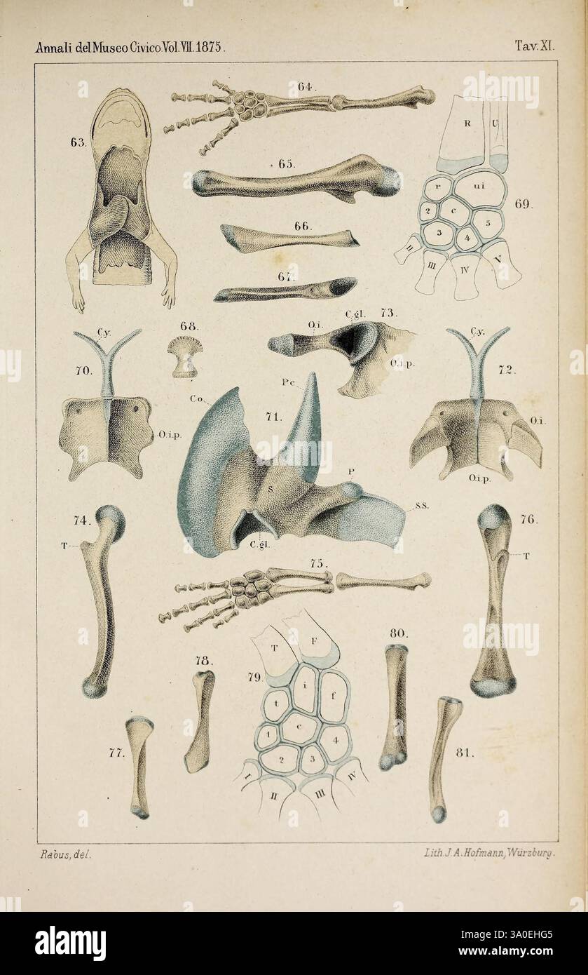 Salamandrina perspicillata, Geotriton fuscus, Genua, Institute for ...