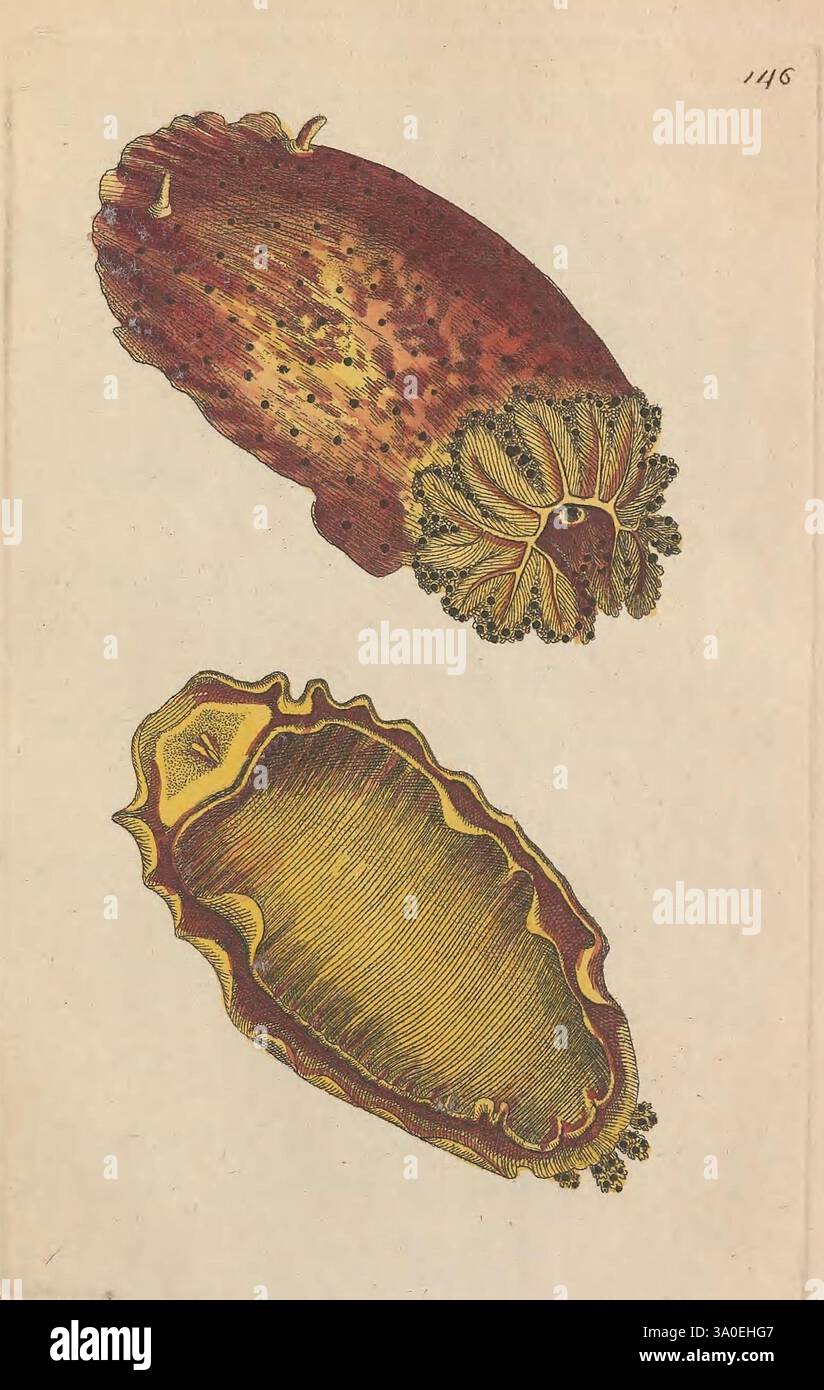 Upper creature displays hi-res stock photography and images - Alamy