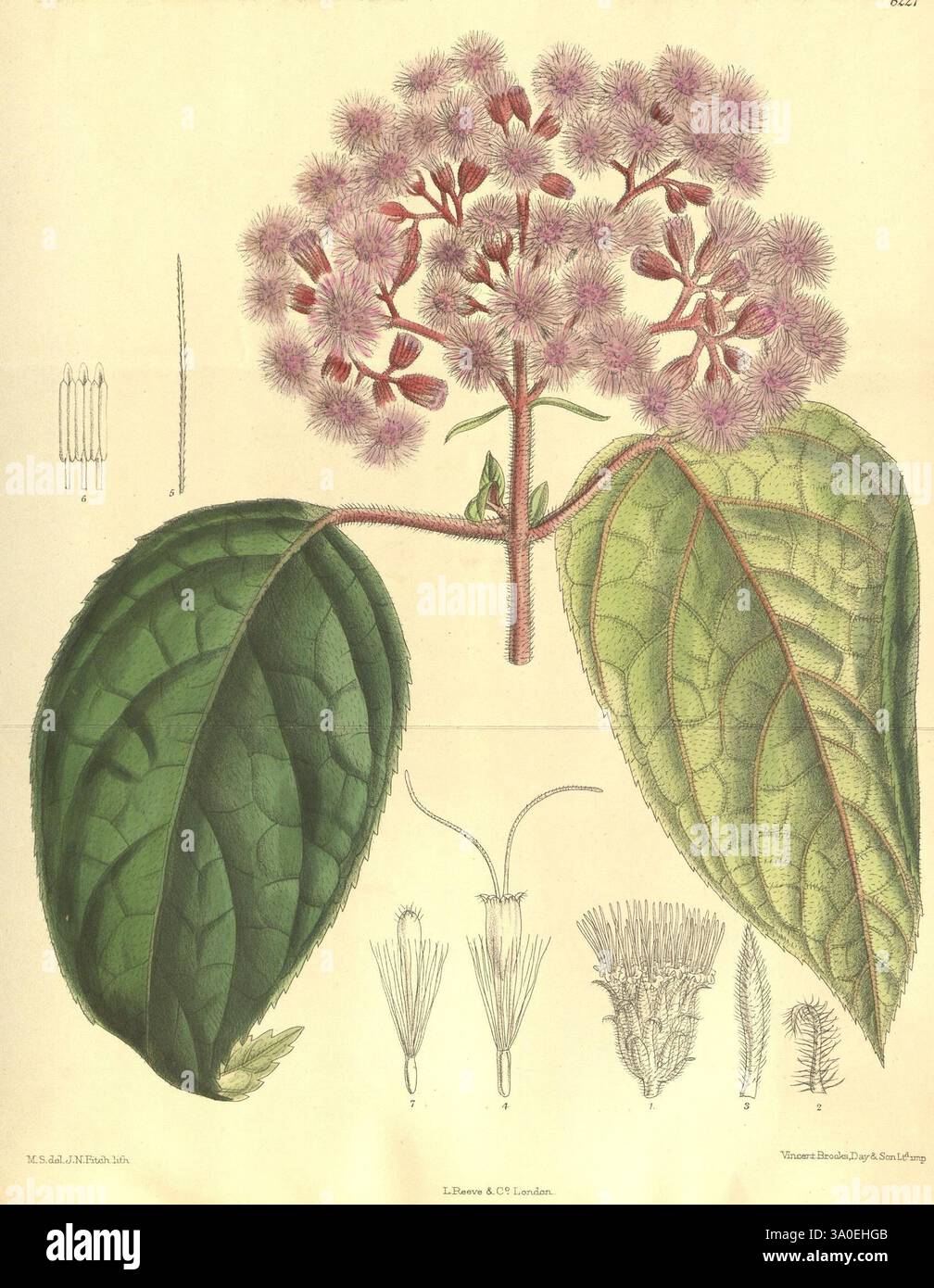 Comprehensive overview of plant anatomy hi-res stock photography and ...