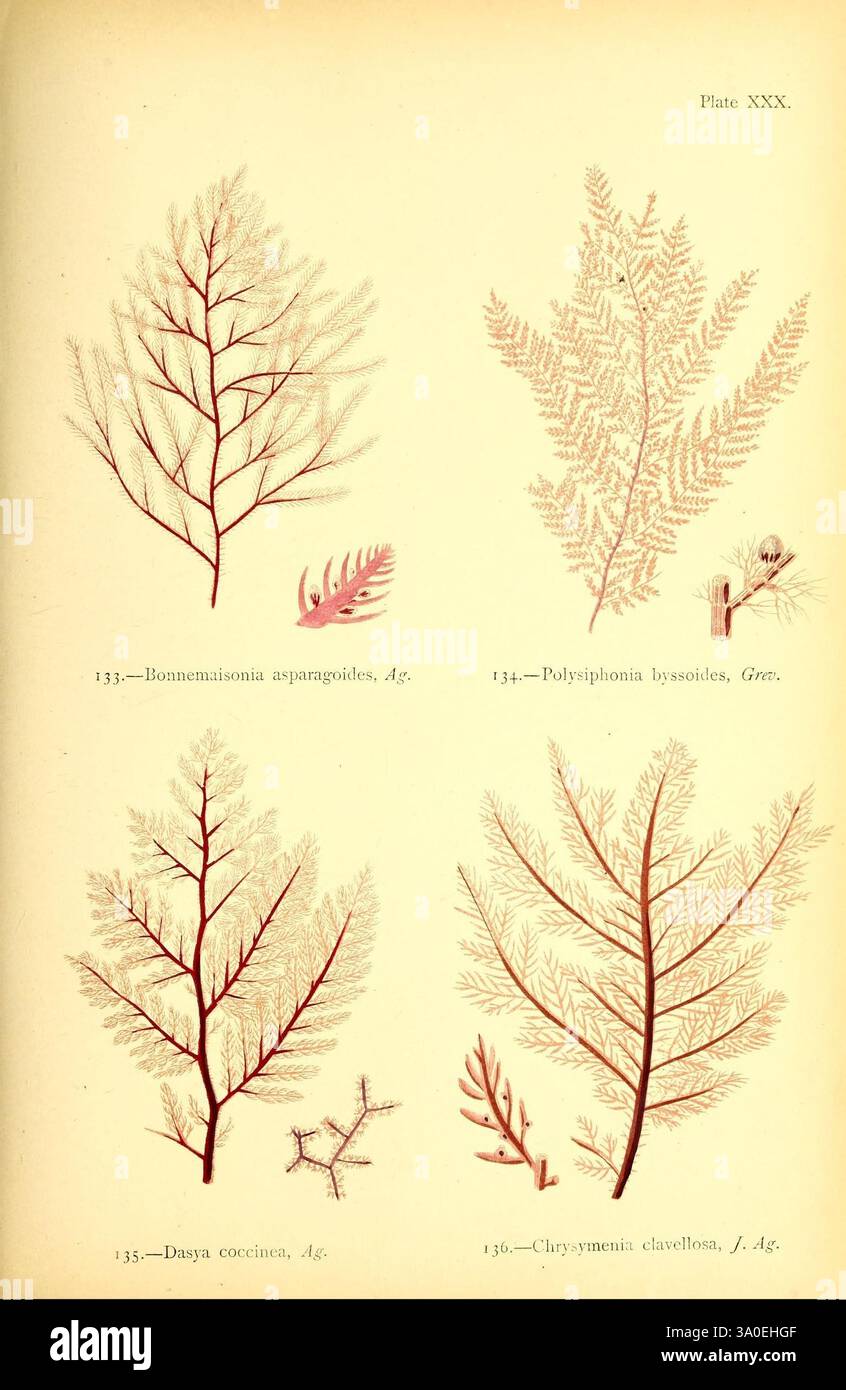 British sea-weeds London, Bell and Daldy, 1872. algae Great Britain marine algae, This ...