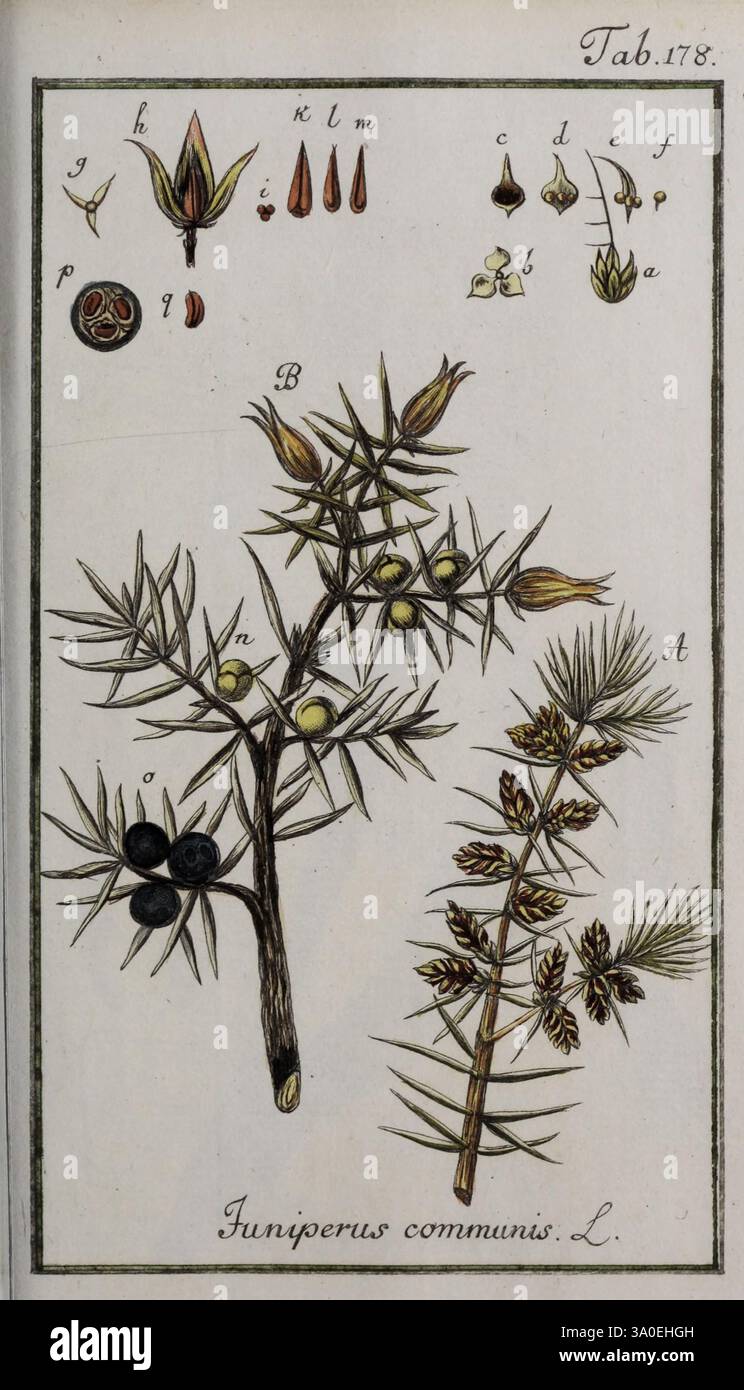 Icones plantarum medicinalium. Nürnberg, auf Kosten der Raspischen ...