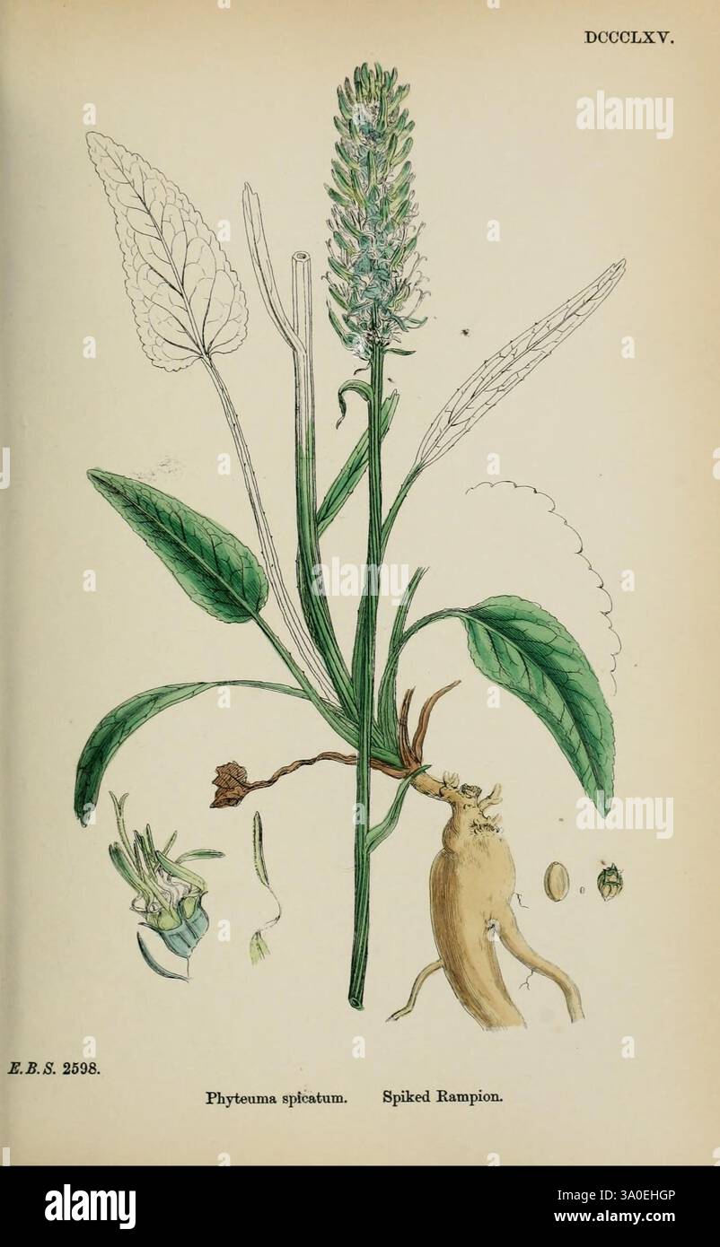 English Botany Coloured Figures British Plants London R. Hardwicke 1863 ...