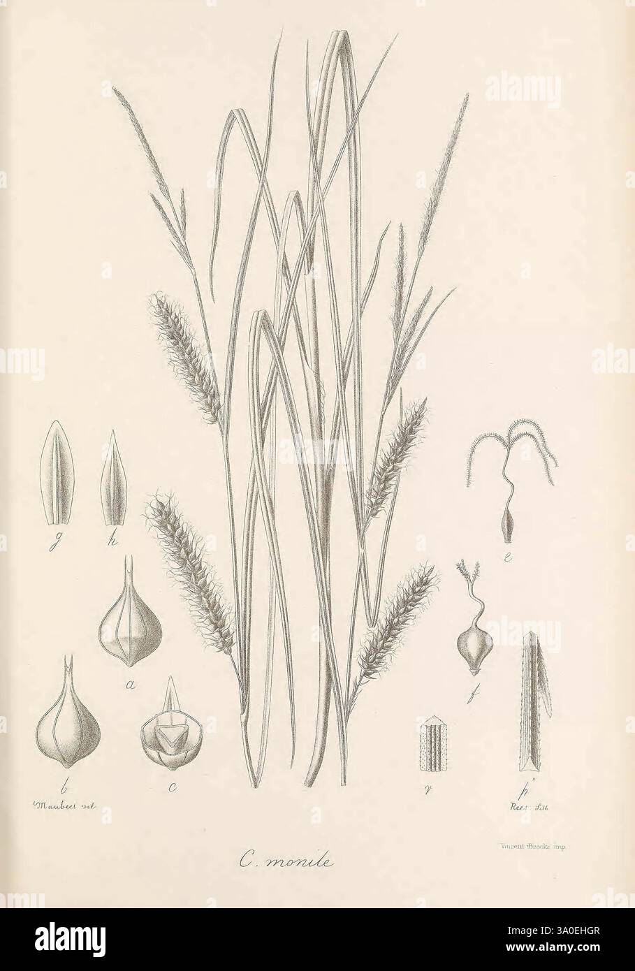 Labeled botanical drawings of individual plant parts hi-res stock ...