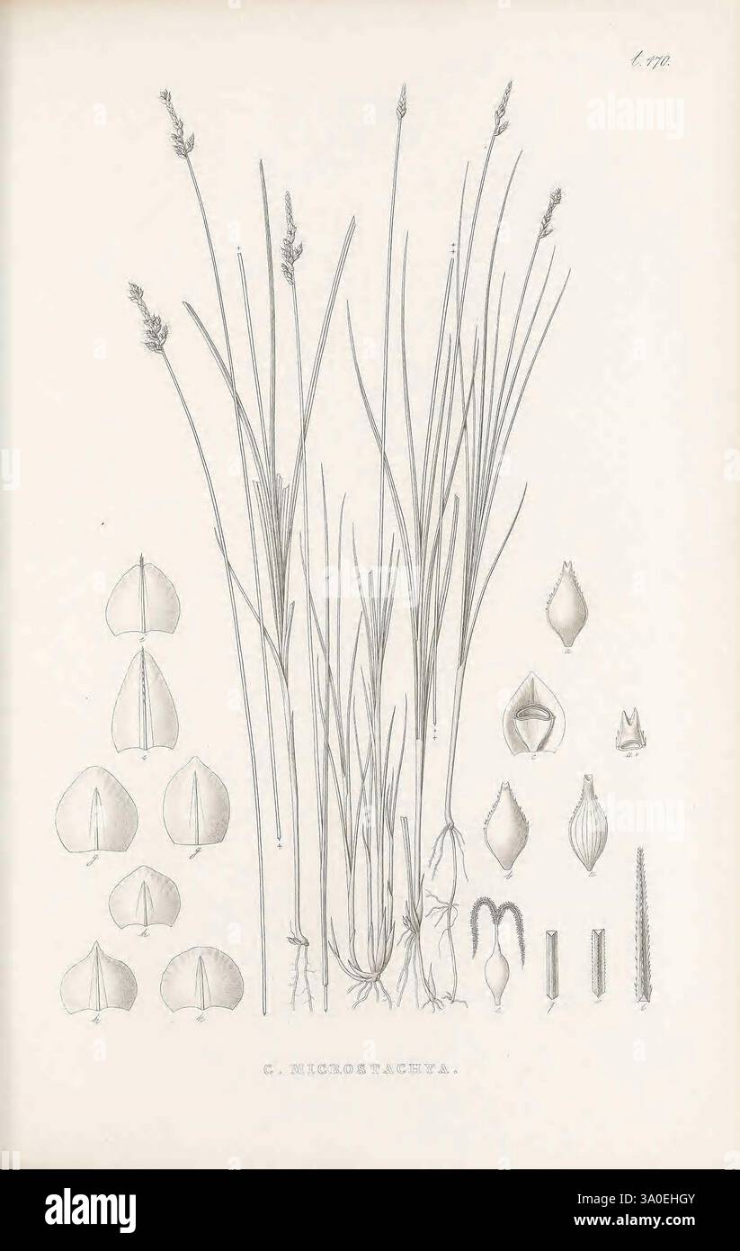 Illustrations, of, the, genus, Carex London, William Pamplin 1858-1867 ...