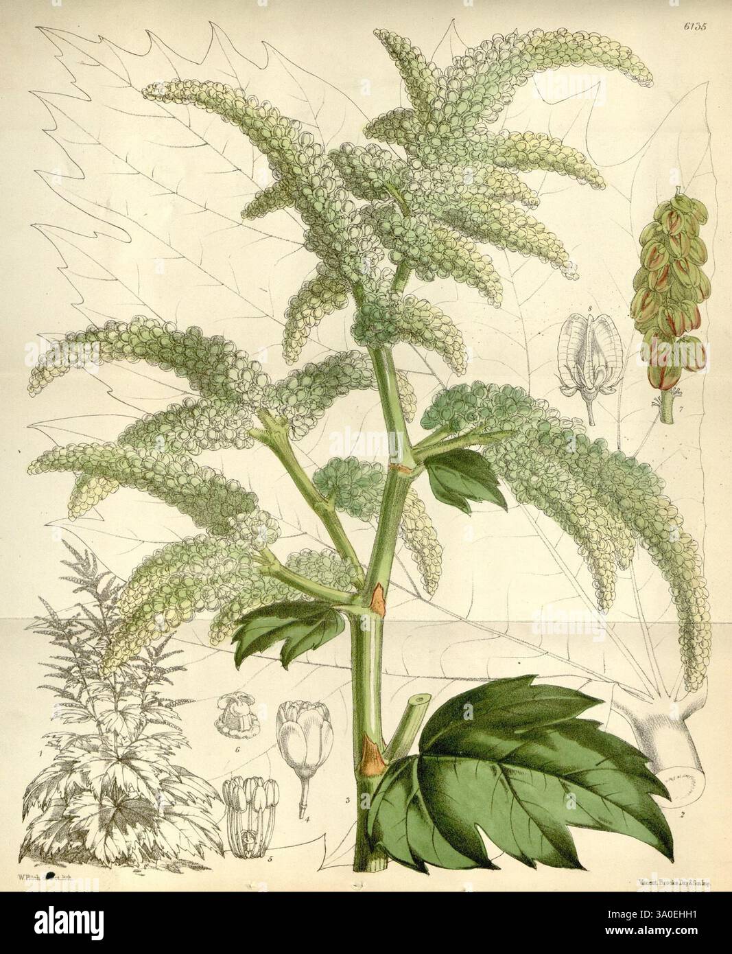 Mature flower alongside seed capsules hi-res stock photography and ...