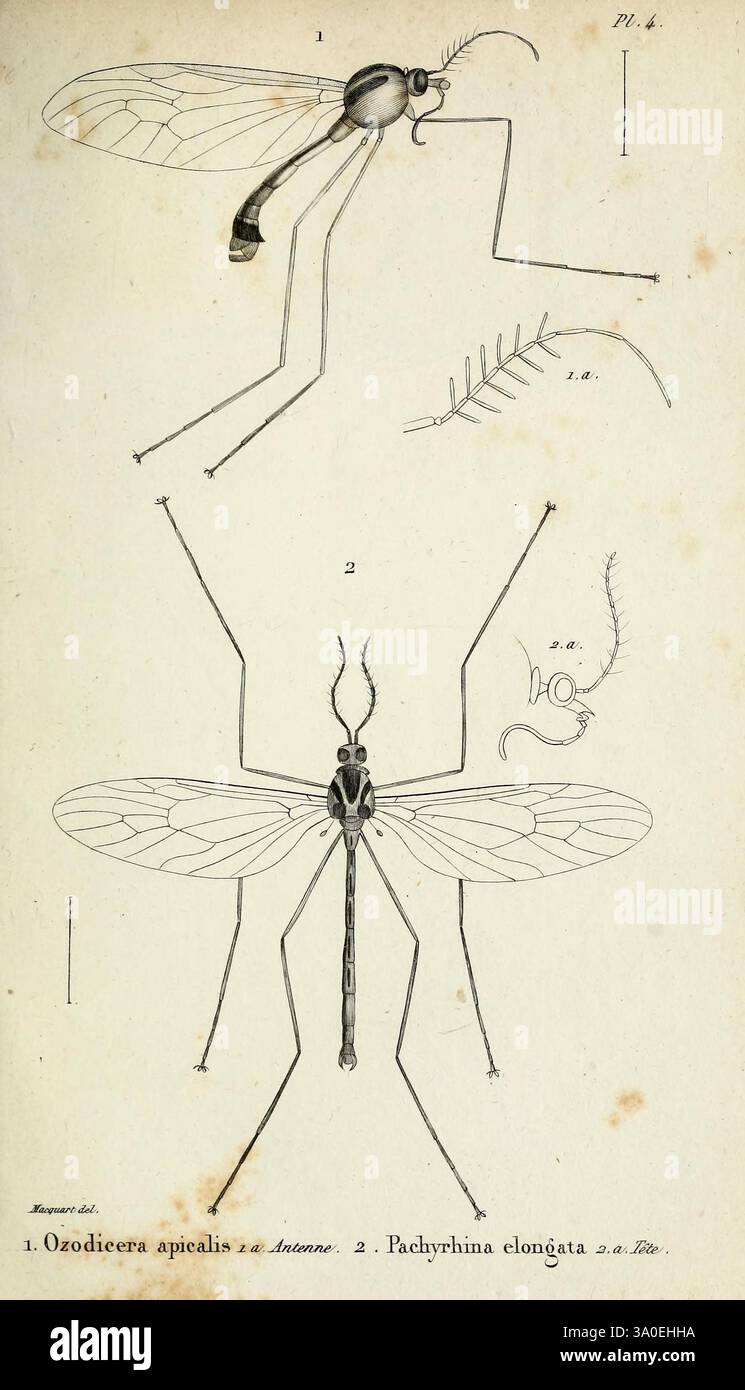 Diptères, exotiques, nouveaux, peu connus, Paris, Roret, 1838-1843 ...