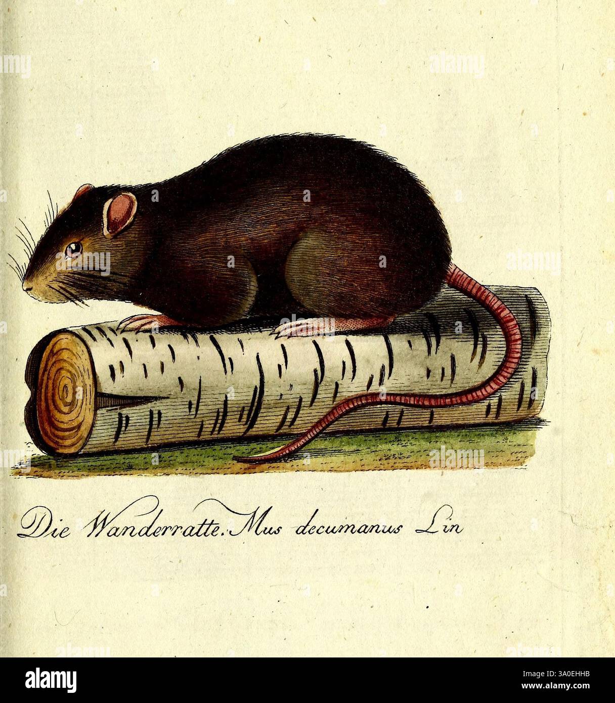 Shown in rich shades of brown hi-res stock photography and images - Alamy