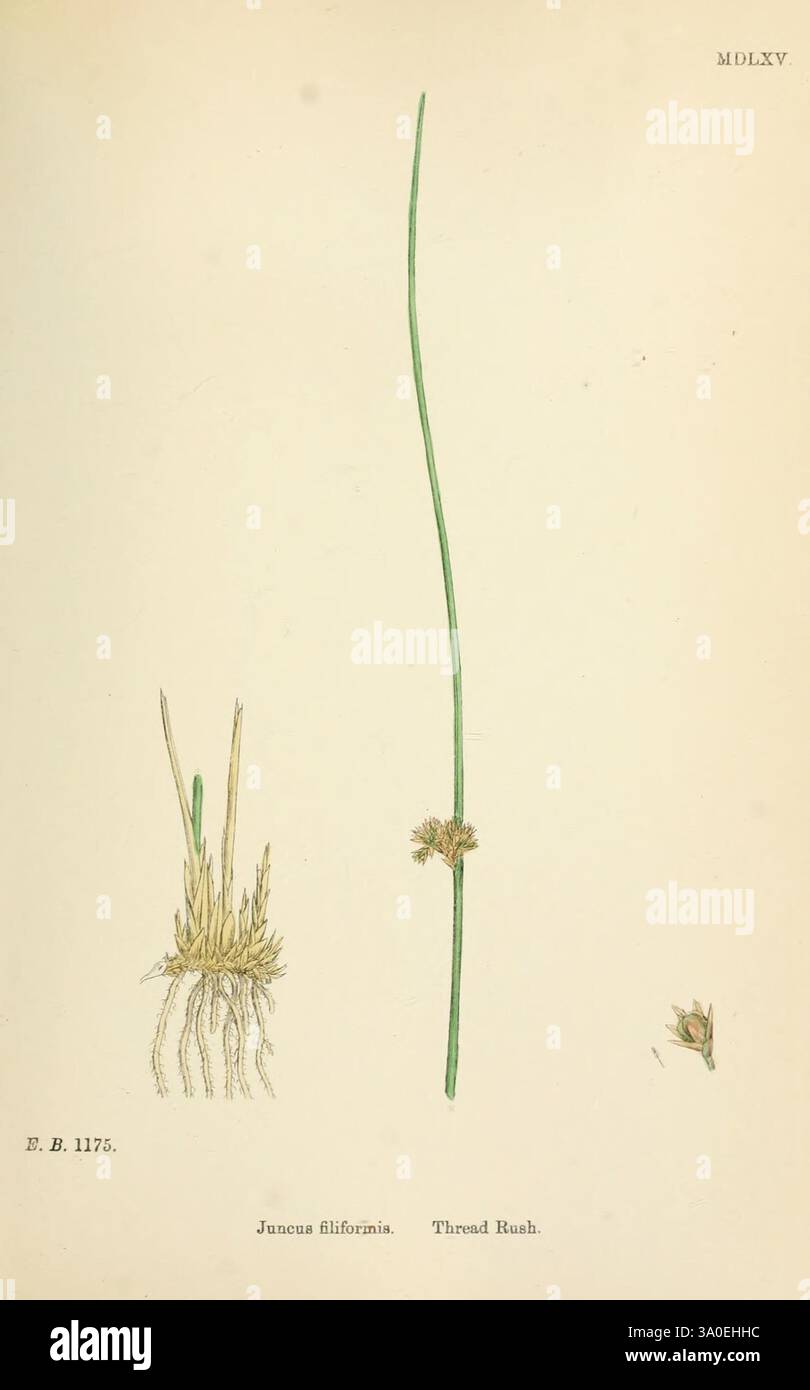 English, Botany, Coloured Figures of British Plants, London, R ...