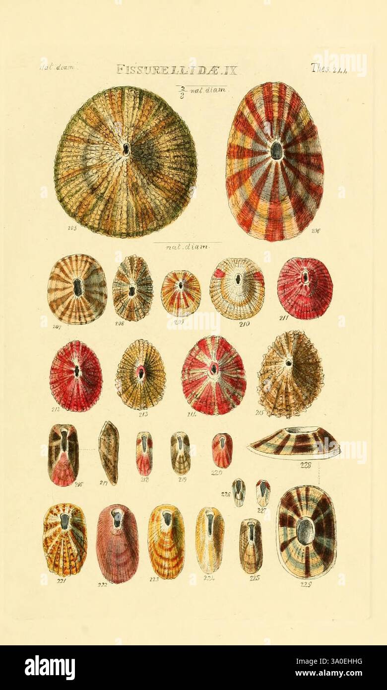Range of sea urchin shells hi-res stock photography and images - Alamy