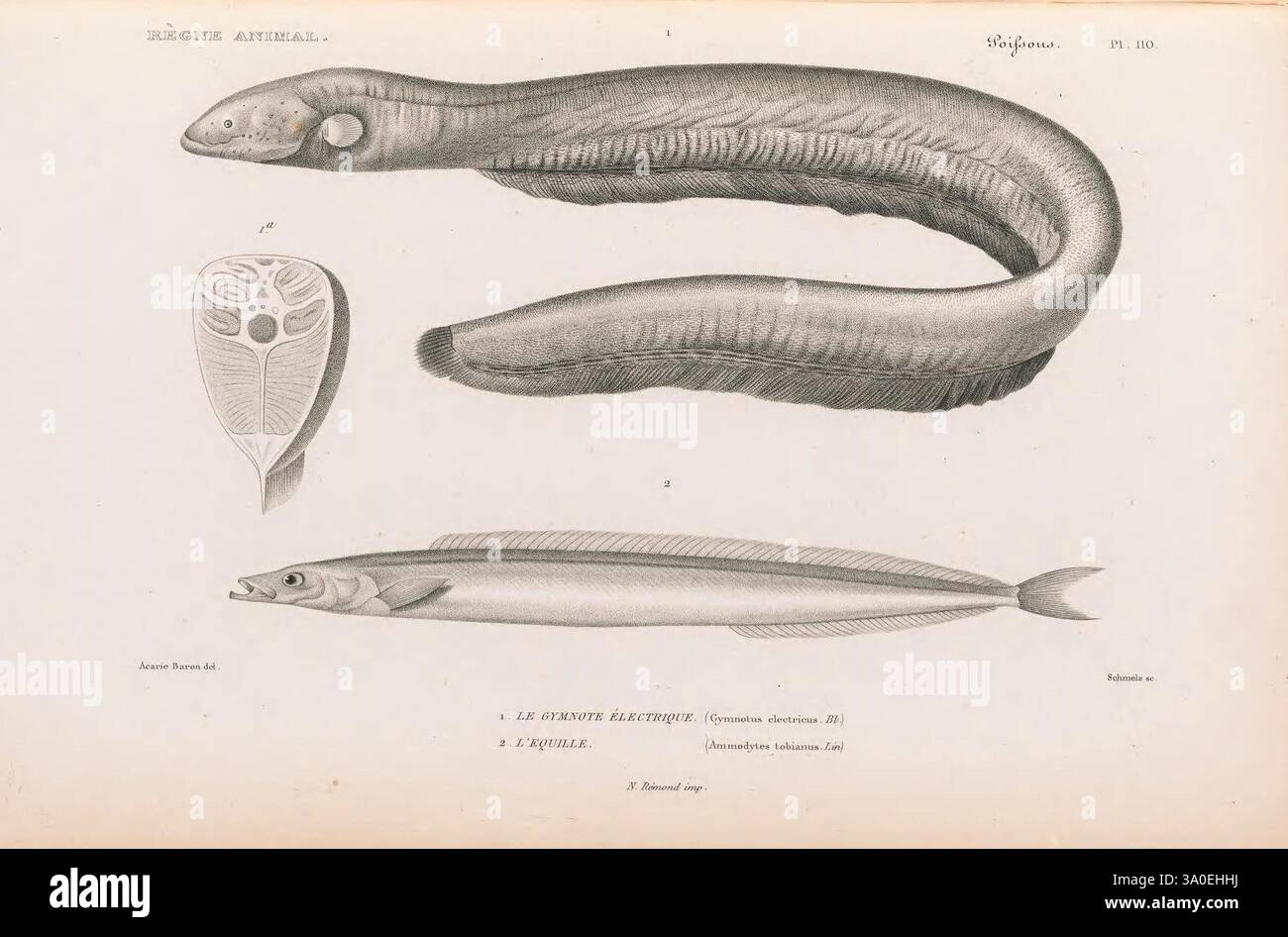 Side view of another eel hi-res stock photography and images - Alamy