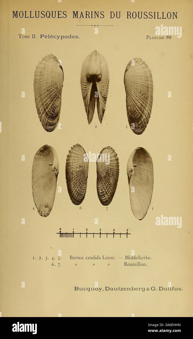 Diversity of bivalve forms hi-res stock photography and images - Alamy