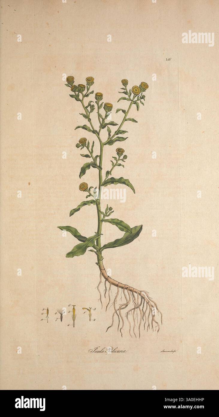 Flora Londinensis, or Plates and descriptions of such plants as grow ...