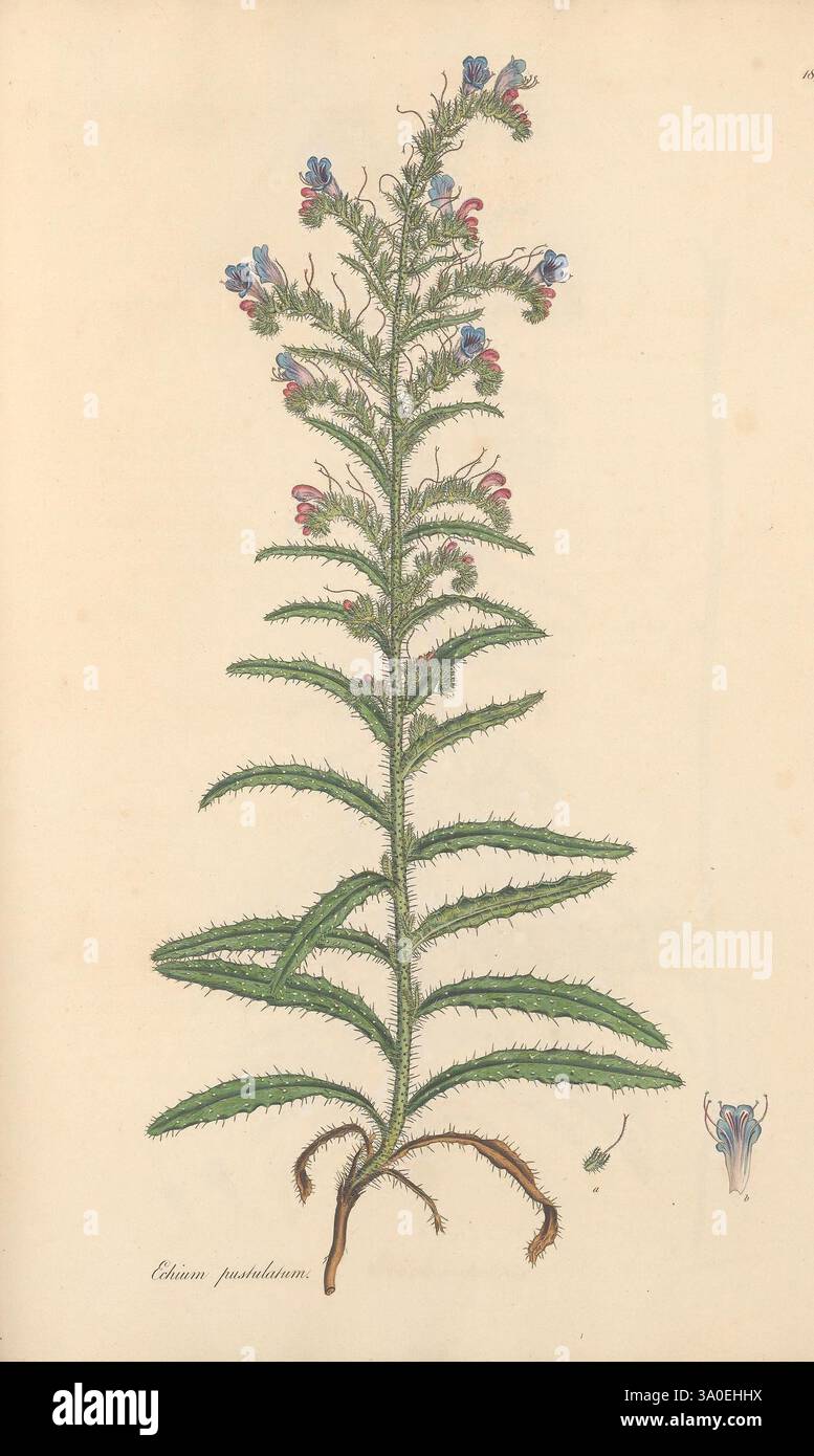 Flora Graeca, sive, Plantarum rariorum historia, quas in provinciis aut ...
