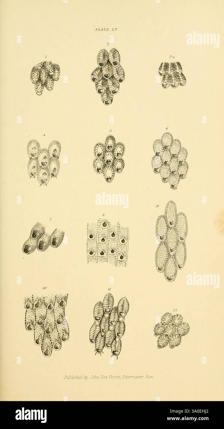 Variety of microscopic structures hi-res stock photography and images ...
