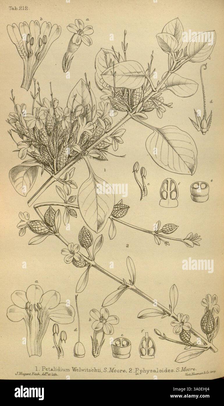Journal of Botany, British and Foreign, London, Robert Hardwicke, 1863 ...