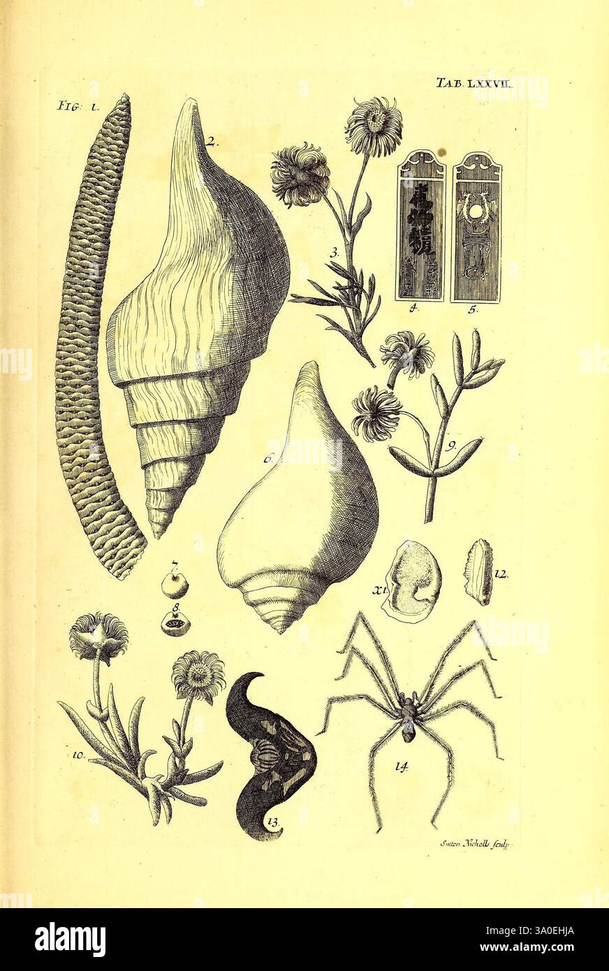 Detailed arrangement of various natural specimens hi-res stock ...