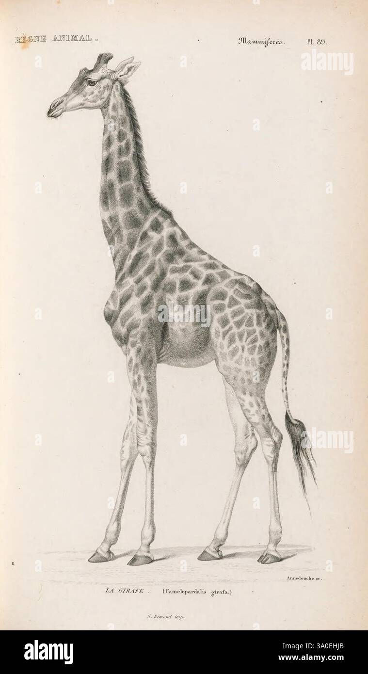 Giraffe anatomy hi-res stock photography and images - Alamy