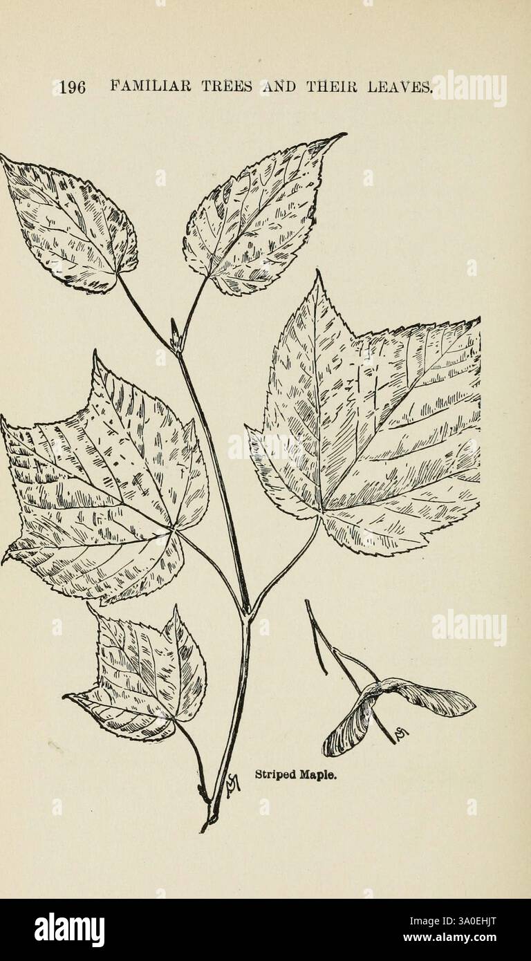 Familiar trees and their leaves New York D. Appleton 1911 Trees United ...