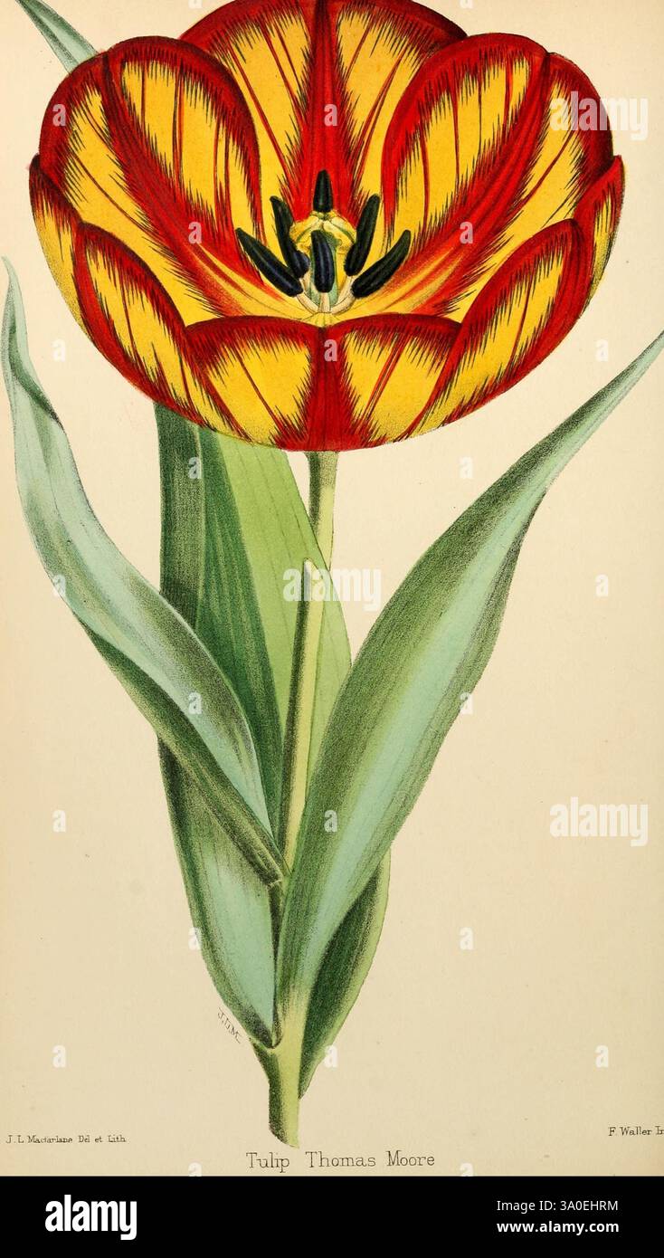 The florist and pomologist London Journal of Horticulture Office 1863 ...
