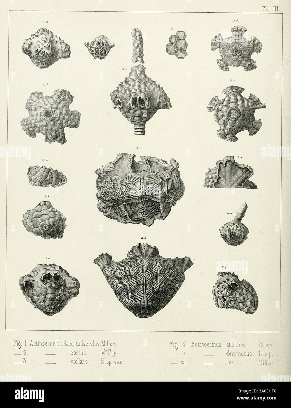 Showcasing various types of shell structures hi-res stock photography ...