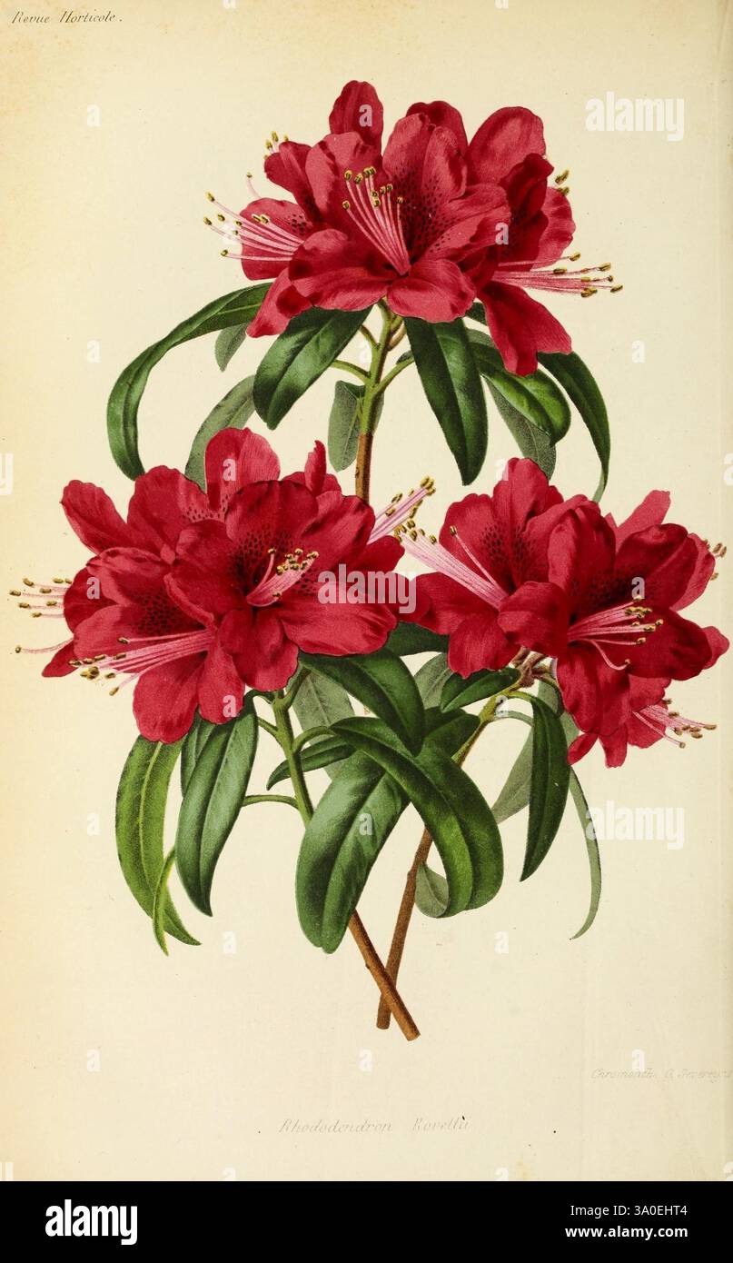 Stunning illustration of vibrant red rhododendron flowers hi-res stock ...