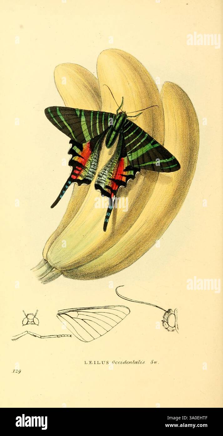 Sloane urania hi-res stock photography and images - Alamy