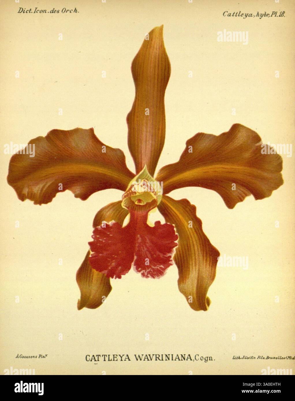 Cattleya wavriniana hi-res stock photography and images - Alamy