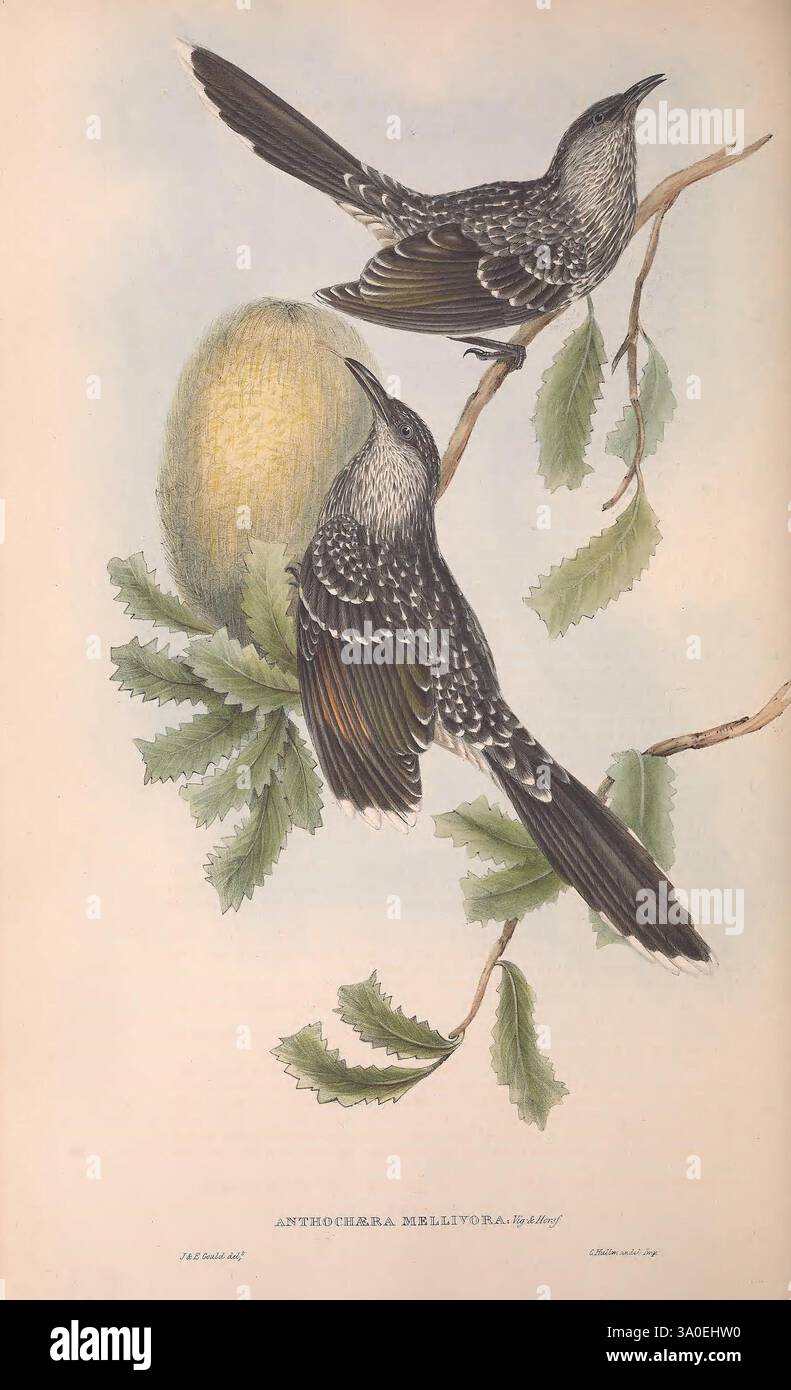 Artwork features two finely detailed birds hi-res stock photography and ...