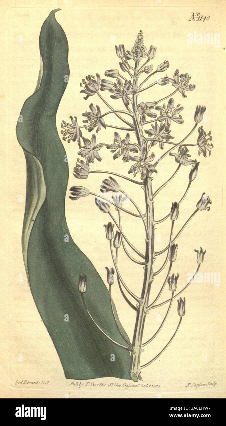 Curtis's Botanical Magazine, London, New York, botanical illustration ...