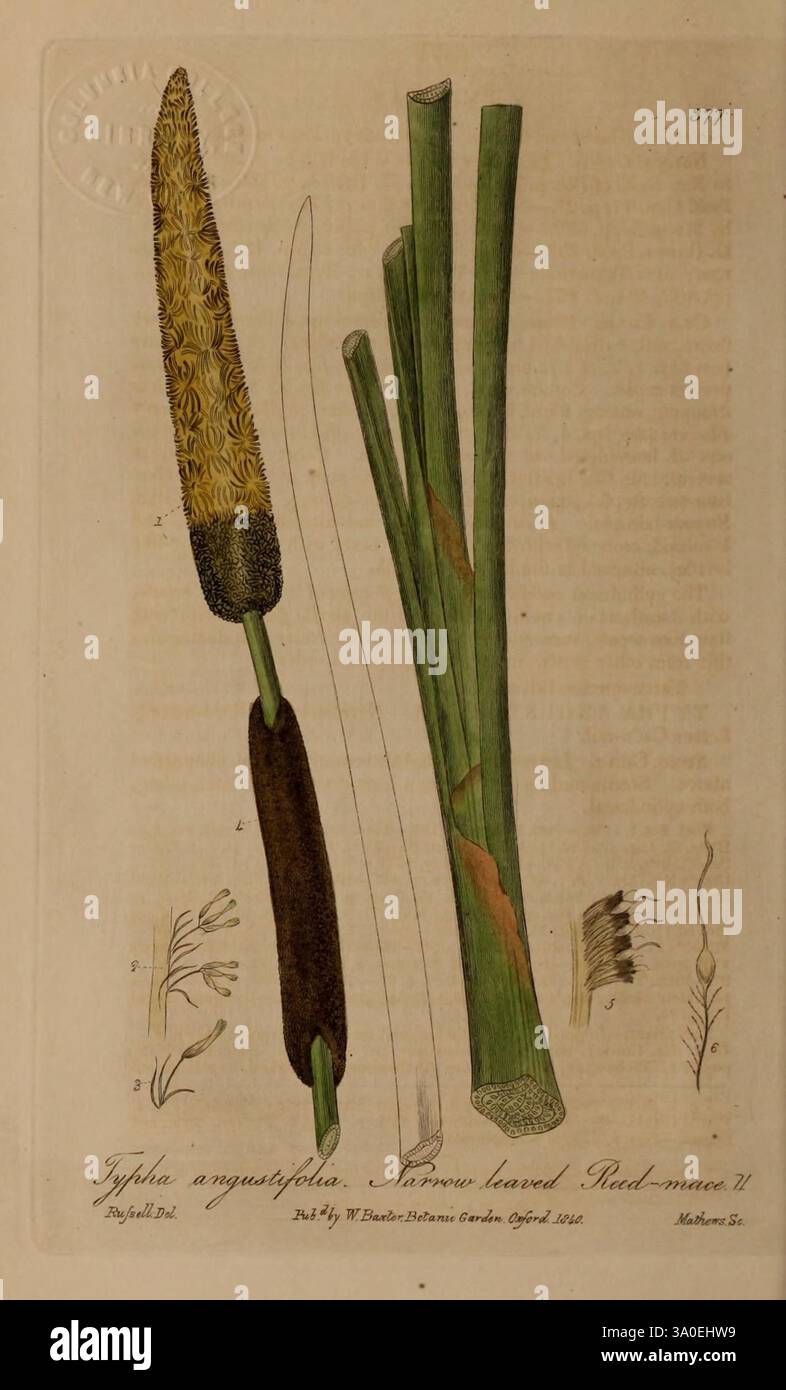 Detailed depiction of typha angustifolia hi-res stock photography and ...