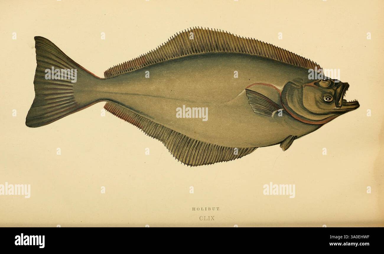 A history of the fishes of the British Islands, 1862-65, Great Britain ...