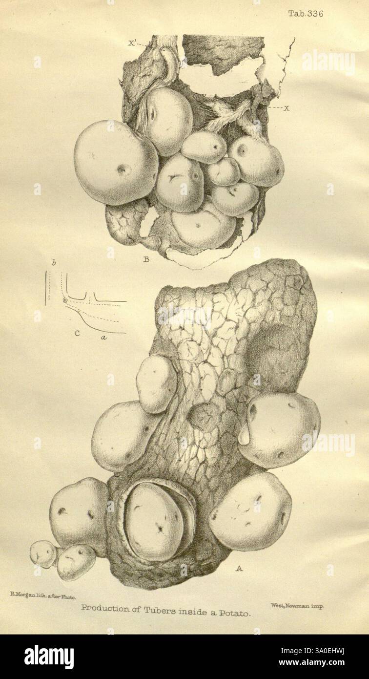 Journal of Botany, British and Foreign, London, Robert Hardwicke, 1863 ...